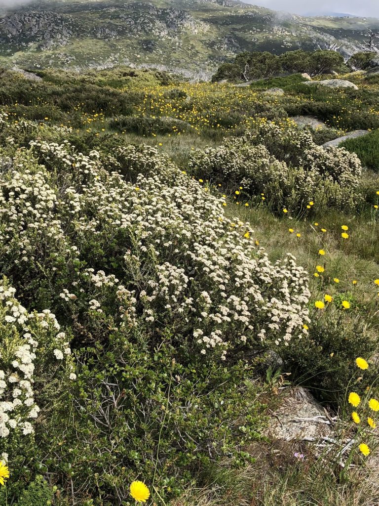 All walks » The Bushwalker